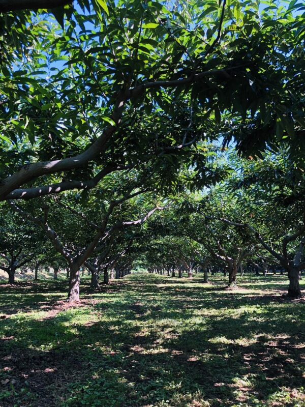 【いいじまの9月】Photo Diary /ハルカさん編 - 飯島町移住定住情報｜IIJIMA NOTE -イイジマノート-